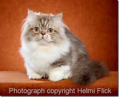Napoleon Dwarf Cat – Michael Broad